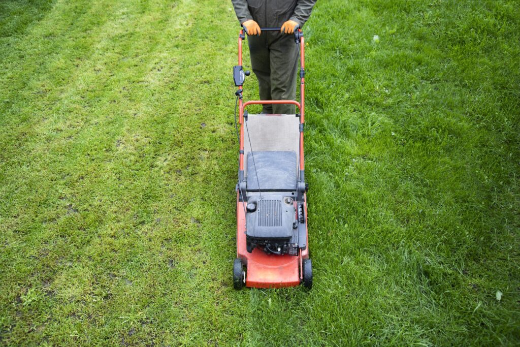 Top Notch Landscaping: 5 Trees that can Enhance your Small Yard